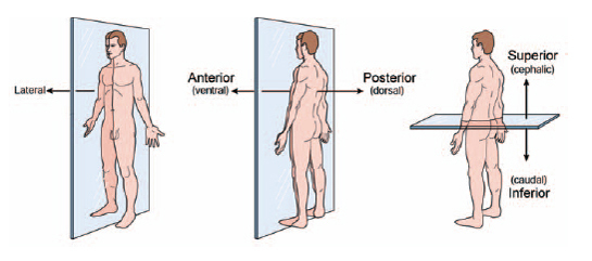 Directional Terms Of The Body The Handy Anatomy Answer Book directional-terms-of-the-body-the-handy-anatomy-answer-book